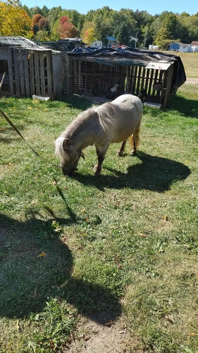 cheval miniature a vendre mâle de 9ans très doux | Horses & Ponies for ...