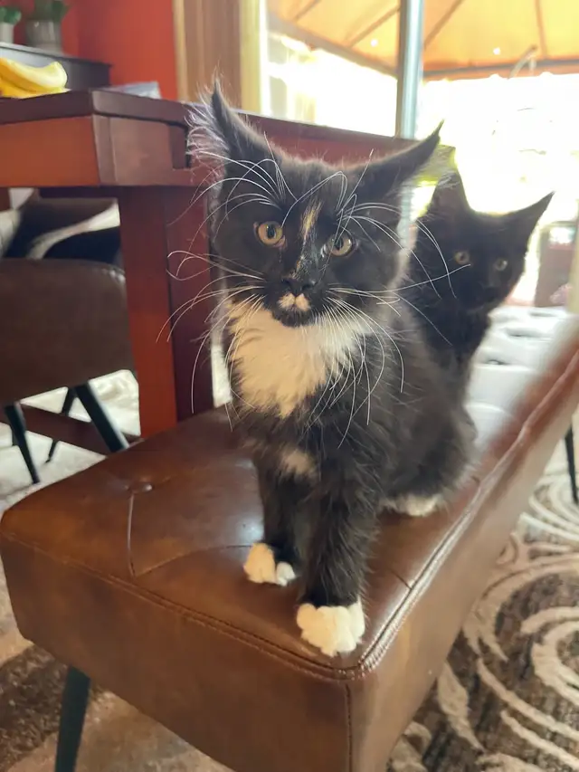 TICA registered Maine Coon Kittens | Cats & Kittens for Rehoming ...