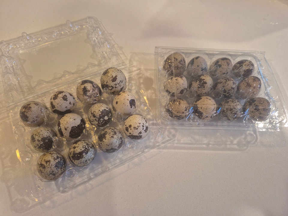 Eating Quail Eggs | Livestock | Edmonton | Free local classifieds - Kijiji