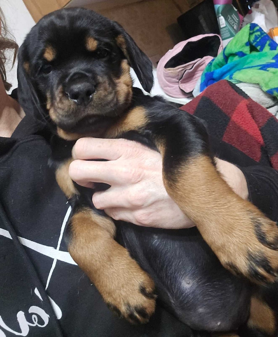 Rotweiller cocker spaniel mix | Dogs & Puppies for Rehoming | Calgary ...