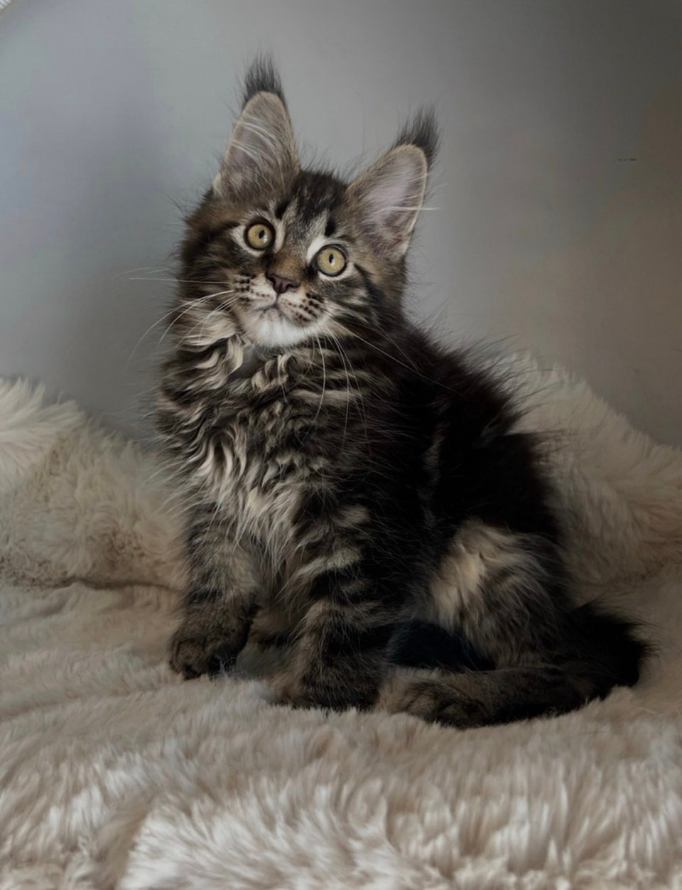 GORGEOUS Maine Coon Kittens | Cats & Kittens for Rehoming | Hamilton ...