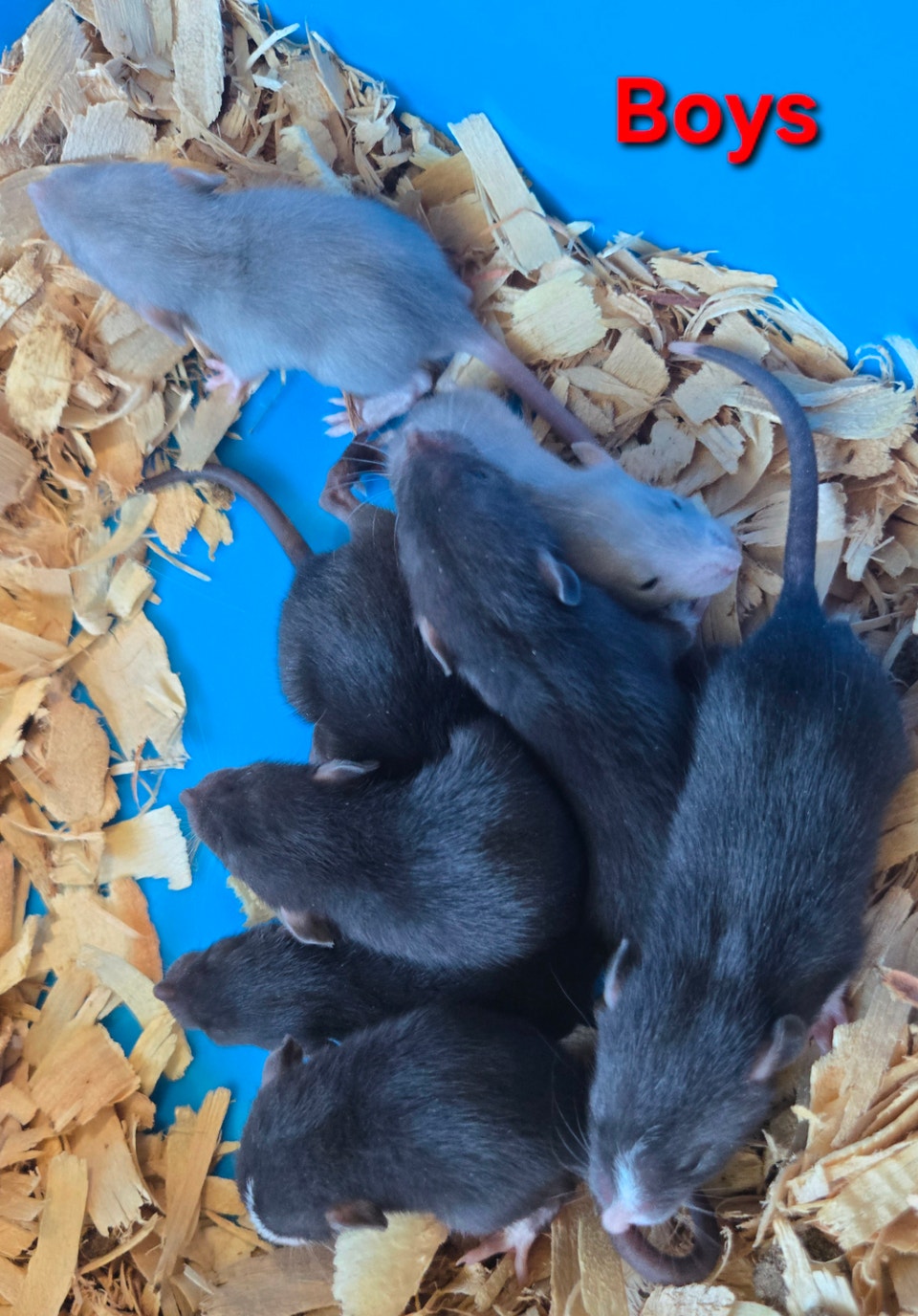 Baby Pet Rats for Adoption – Friendly, Socialized, Healthy | Small ...