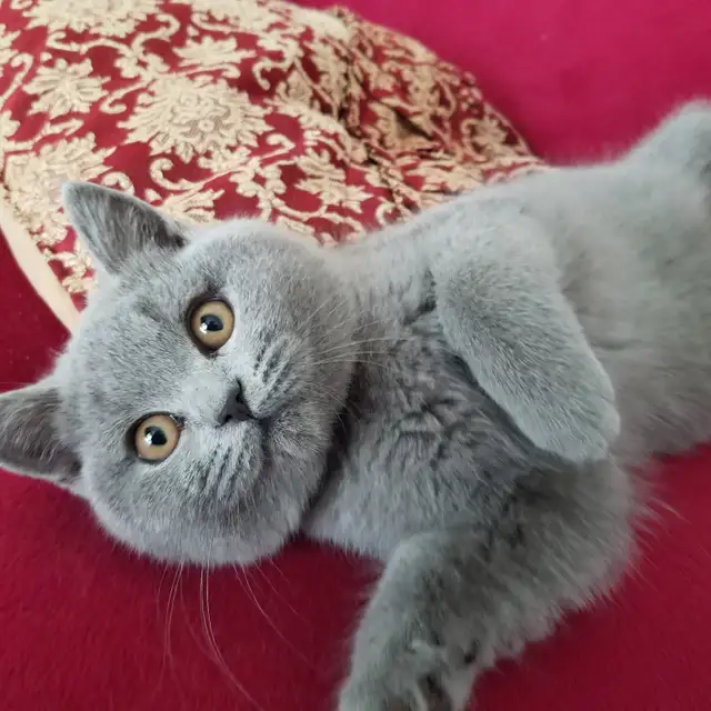 Sterilized Scottish Straight Blue kitten male CCA/AFC registered | Cats ...