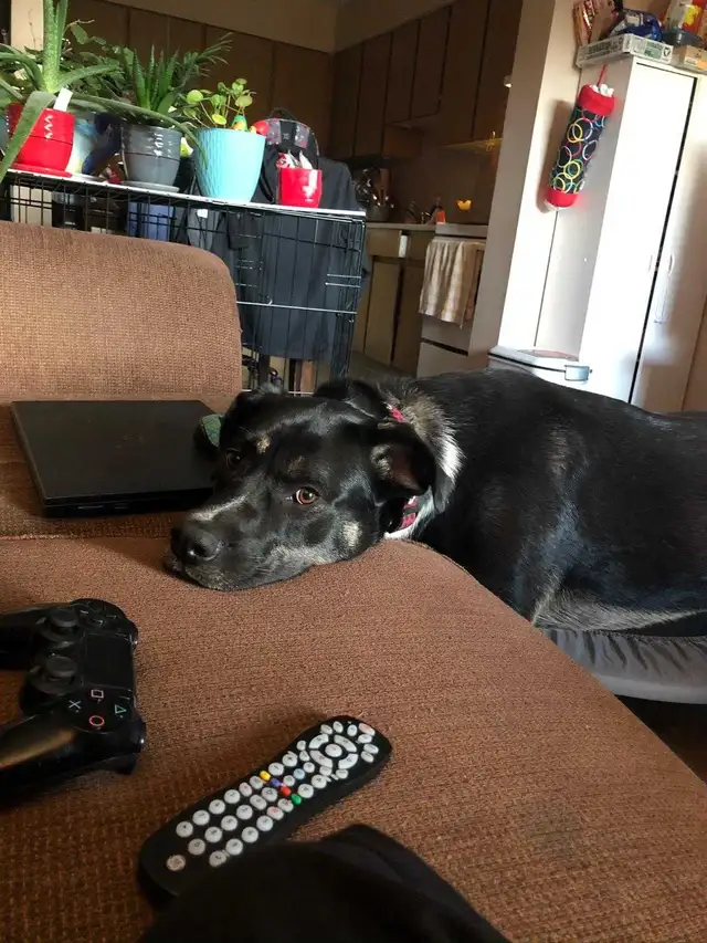 7-Year-Old Labrador / Boxer / German Shepherd Mix – Gentle, Trai | Dogs ...