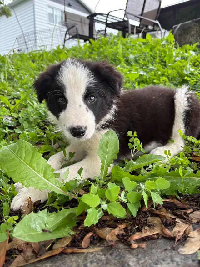 Border collie enr prêt à partir | Dogs & Puppies for Rehoming | Laval ...
