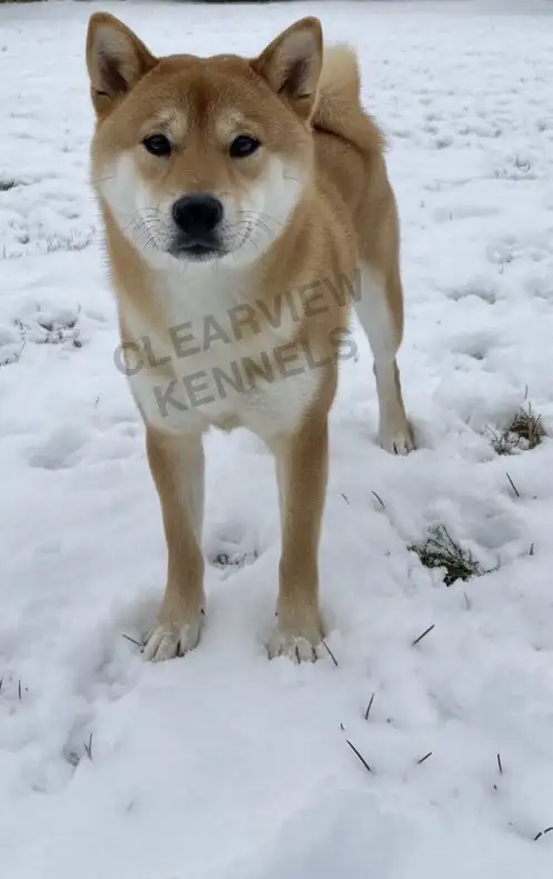 Cream Shiba Inu Puppies (CKC Registered Parents) | Dogs & Puppies for ...