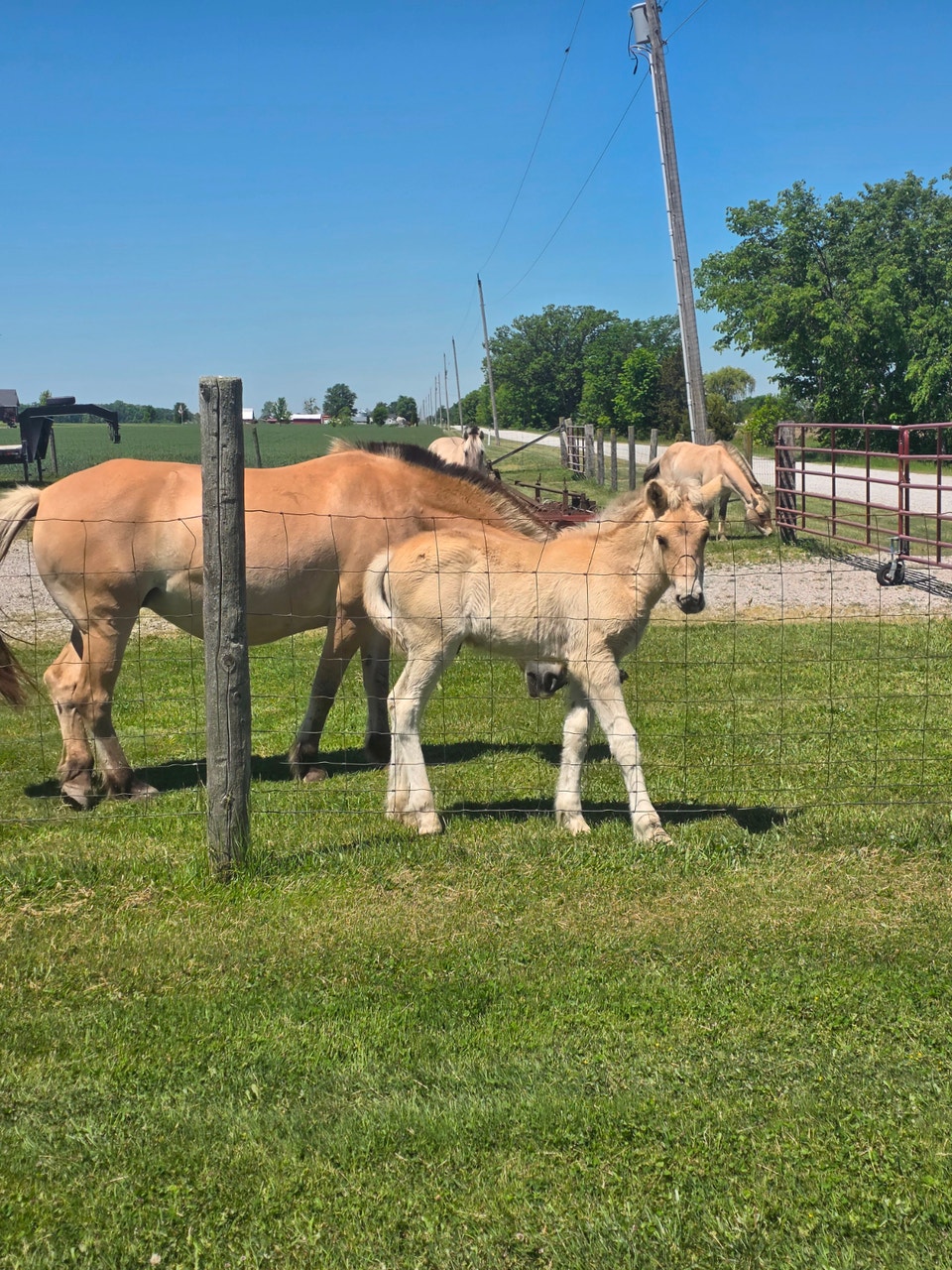 Norwegian fjord colt for sale. | Horses & Ponies for Rehoming | Sarnia ...