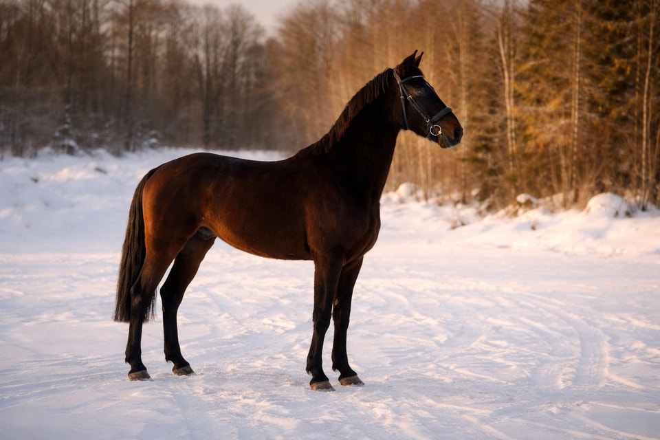 2018 CHEVAL DE SPORT HOLLANDAIS (KWPN) HONGRE NON ENREGISTRÉ | Horses ...