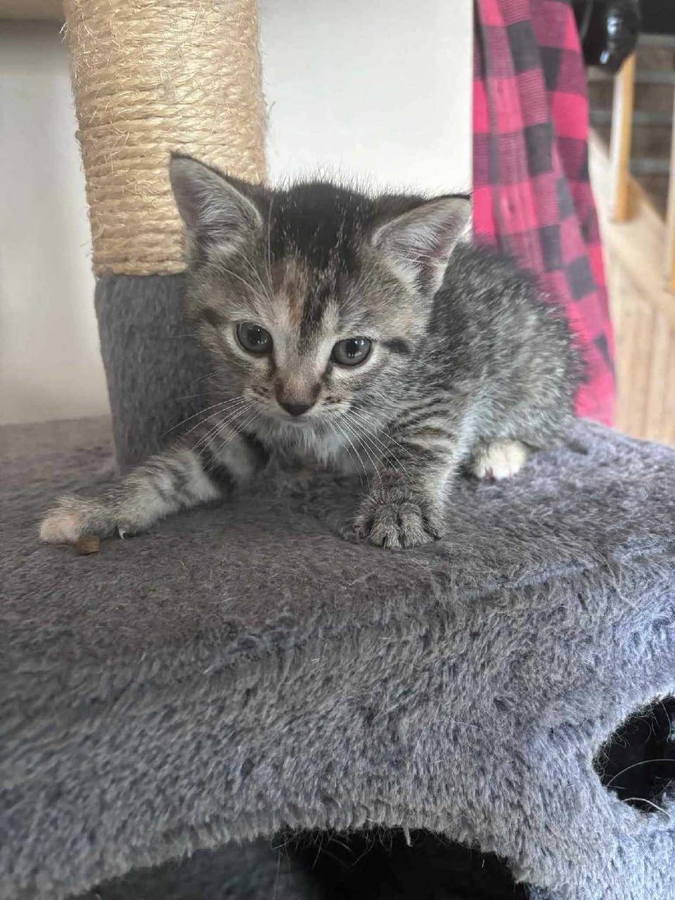 Chaton manx avec queue à donner | Cats & Kittens for Rehoming ...