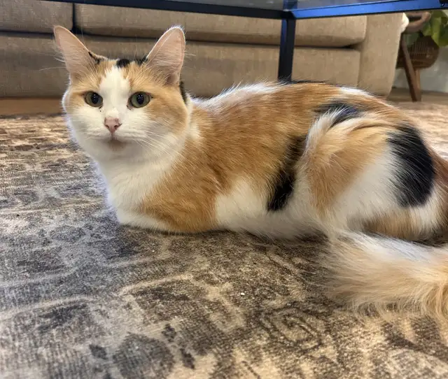 5 Adorable Kittens | Cats & Kittens for Rehoming | Hamilton | Free ...