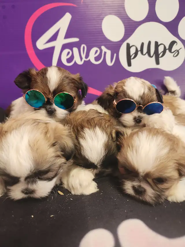 Pure Shih-tzu pups *registered parents w/international pedigree | Dogs ...