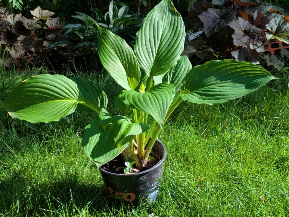 Hosta Plant | Plants, Fertilizer & Soil | City of Toronto | Free local ...