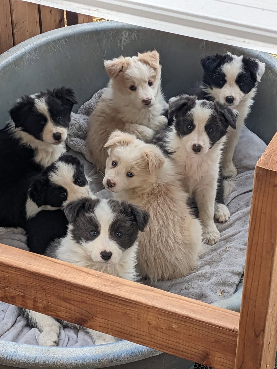 ⭐CBCA Registered Border Collie Puppies - 2 left! | Dogs & Puppies for ...