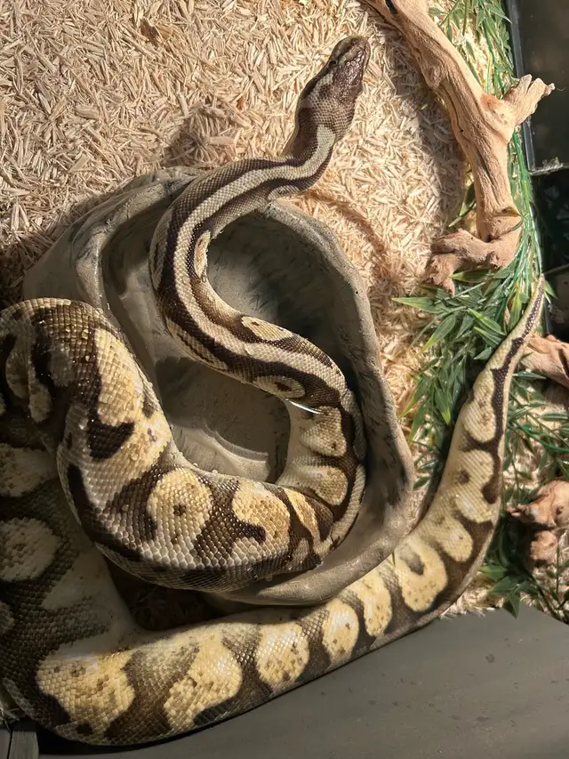 PROVEN BREADER!! female pastel calico ball python | Reptiles ...