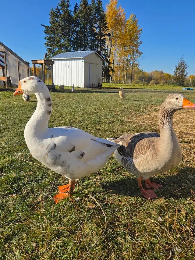 Pilgrim/Embden Goose Hatching Eggs | Livestock | Edmonton | Free local ...