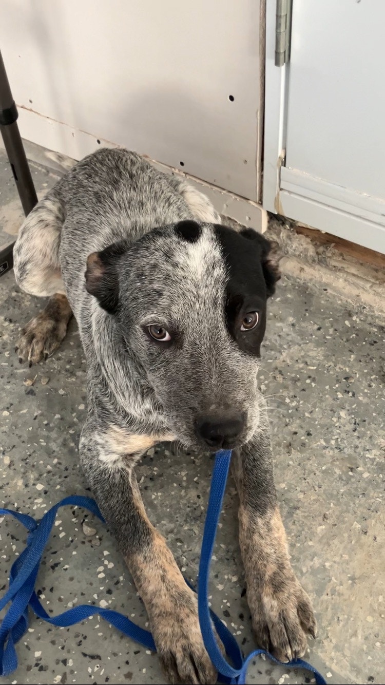 Chiots braque allemand-pitbull | Dogs & Puppies for Rehoming | Laval ...