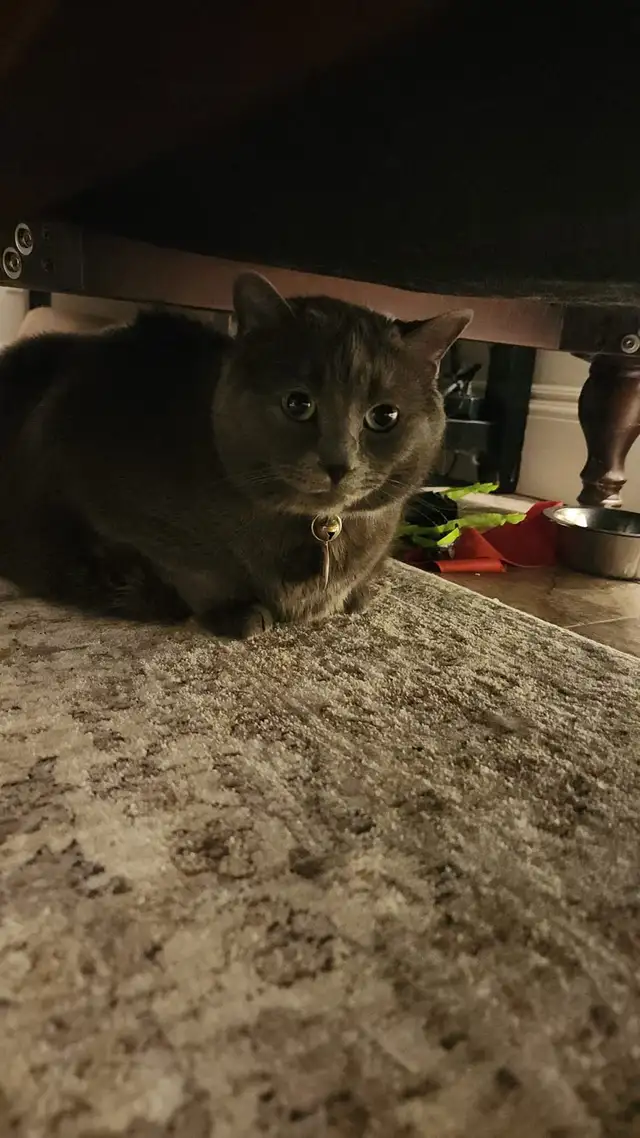 Looking to rehome Russian Blue Cat | Cats & Kittens for Rehoming ...