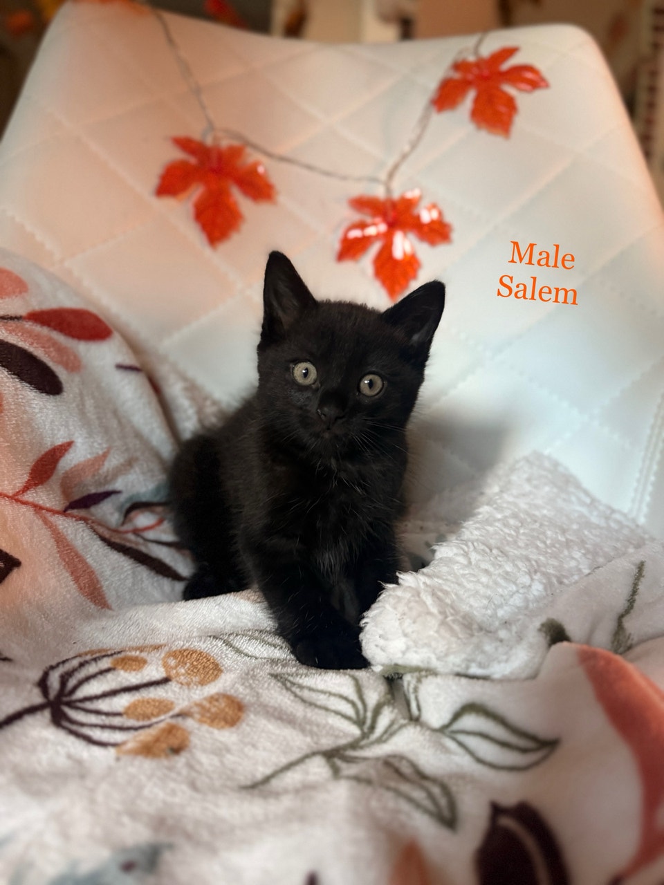 Bombay/siberian kittens | Cats & Kittens for Rehoming | Moncton | Free ...