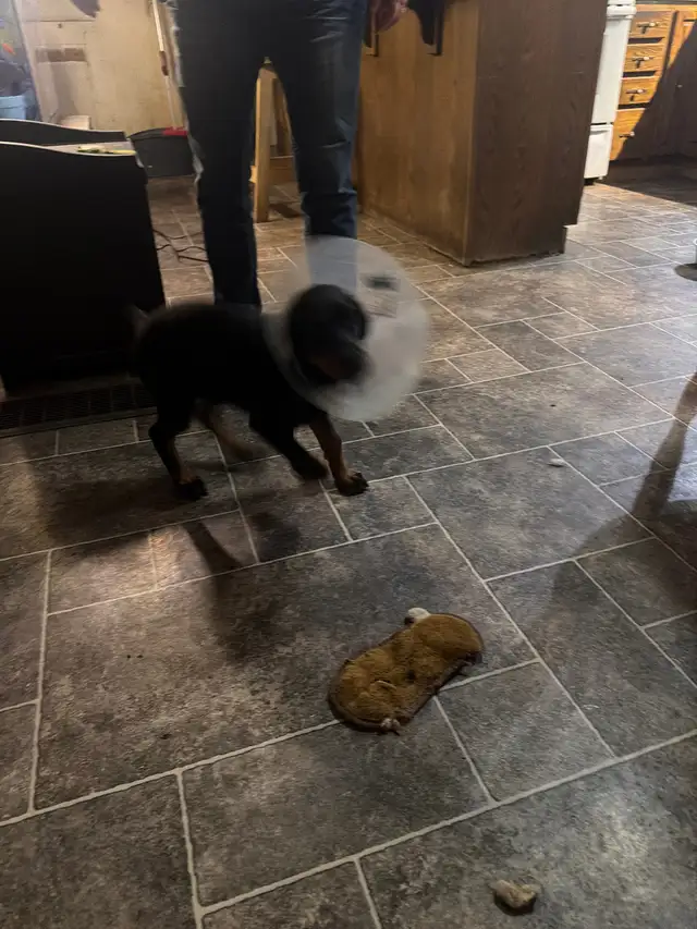 Beautiful Doberman Female, Belle Femelle Doberman | Dogs & Puppies for ...