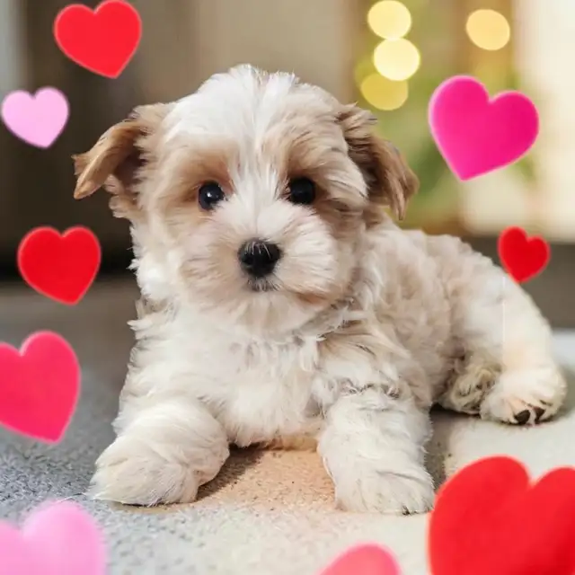 Chiots Morkie et yorkshire biewer de disponible | Dogs & Puppies for ...