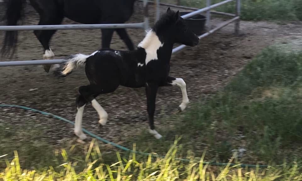 AMHR Reg pending Mini colt | Horses & Ponies for Rehoming | Kamloops ...