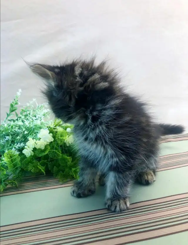 Loving Maine Coon Kitten | Cats & Kittens for Rehoming | City of ...