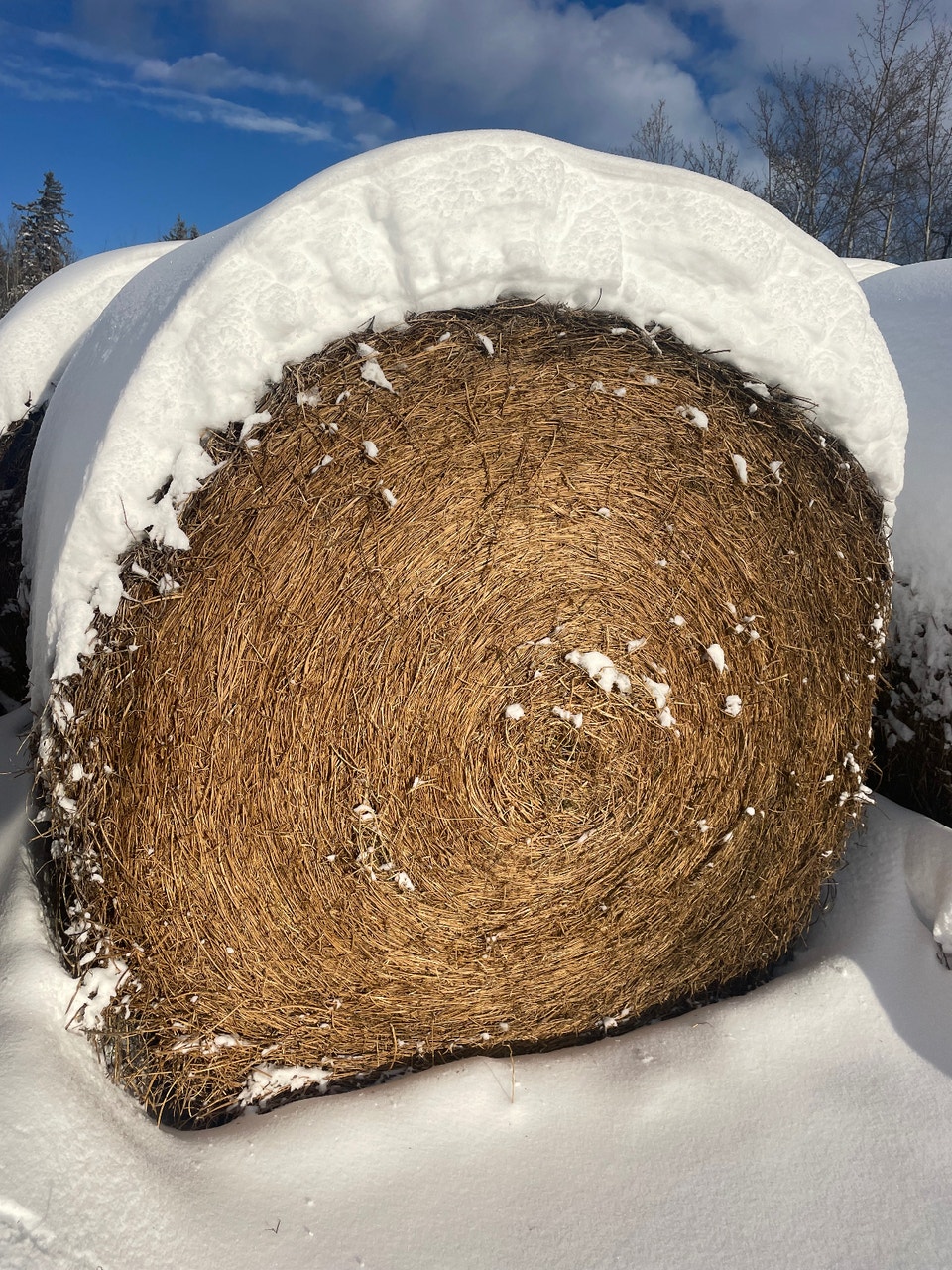 2024 Alfalfa Bales For Sale | Livestock | Prince Albert | Free local ...
