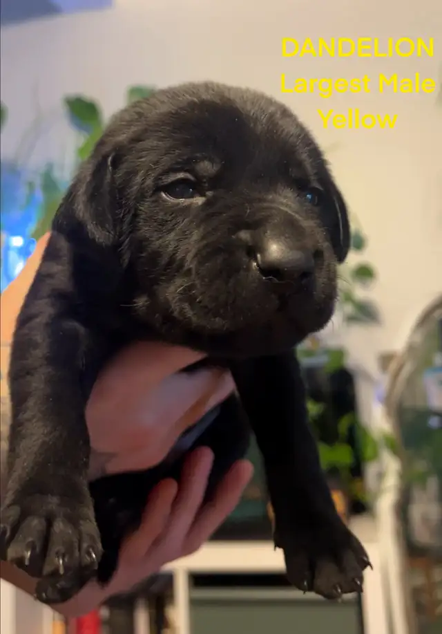 Vizsla / Black German Shepherd Puppies | Dogs & Puppies for Rehoming ...