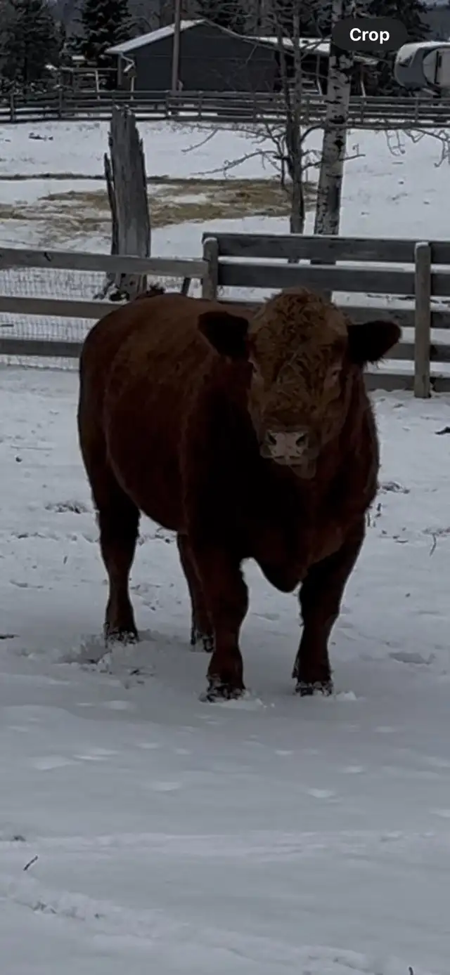 heifer safe 2yr old homo polled Simmental bull | Livestock | Red Deer ...