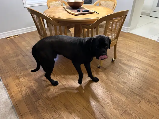 Cane Corso/Presa Canario Mastiff | Dogs & Puppies for Rehoming | St ...