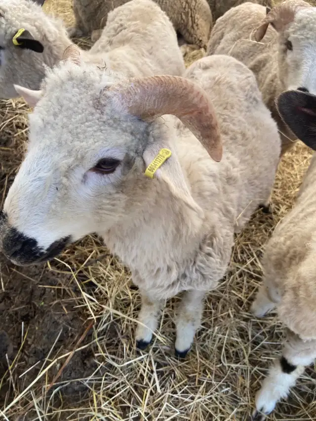 Friendly Valais Blacknose Cross Wether Sheep - Pets / Livestock ...