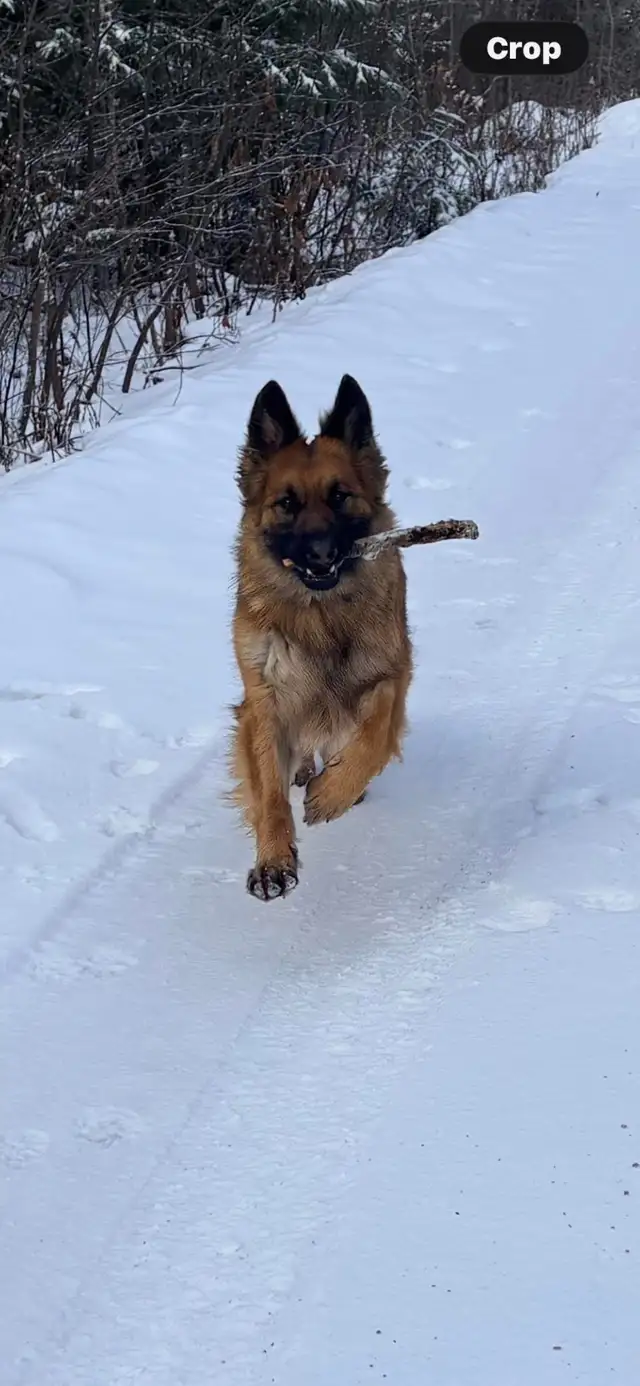 Long coat German shepherd puppies | Dogs & Puppies for Rehoming | City ...