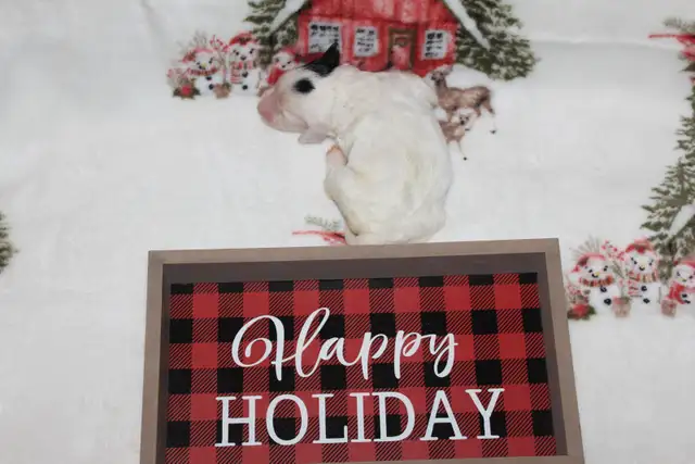 micro mini bernedoodles | Dogs & Puppies for Rehoming | Nanaimo | Free ...