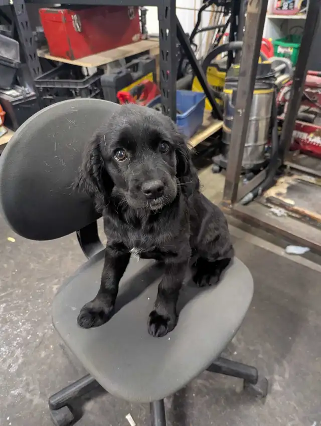 Cockapoo and terrier | Dogs & Puppies for Rehoming | Strathcona County ...