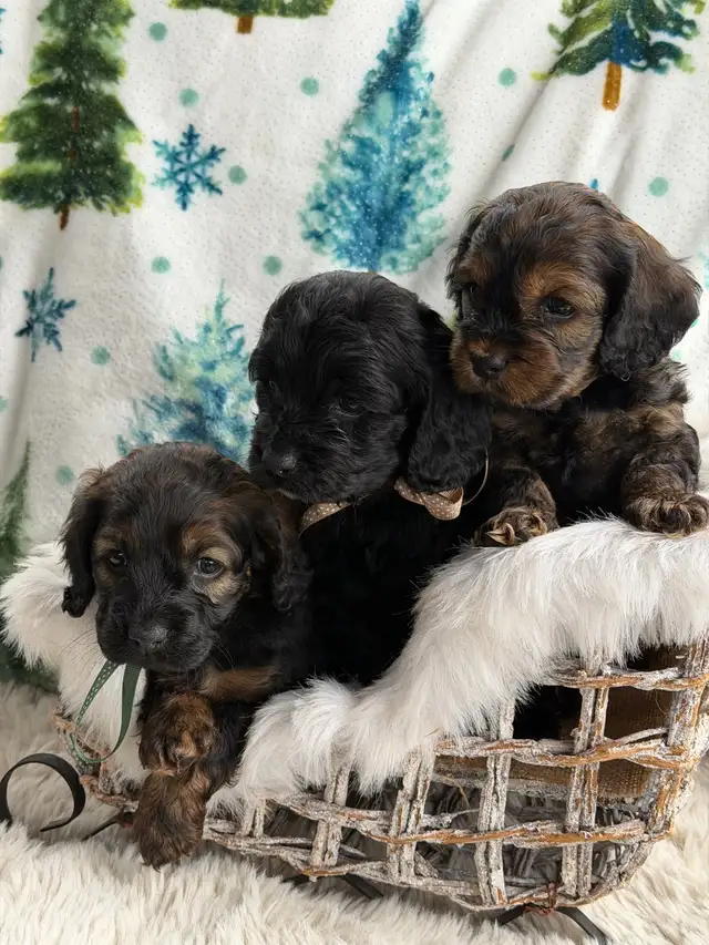 ️Cuddly Cockapoo/ Cocker Spaniel Babies ️ | Dogs & Puppies for Rehoming ...