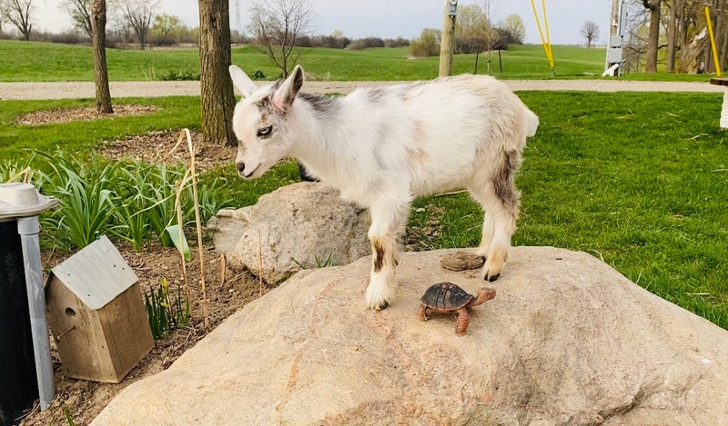 Purebred Nigerian Dwarf Baby Goats | Livestock | Chatham-Kent | Kijiji