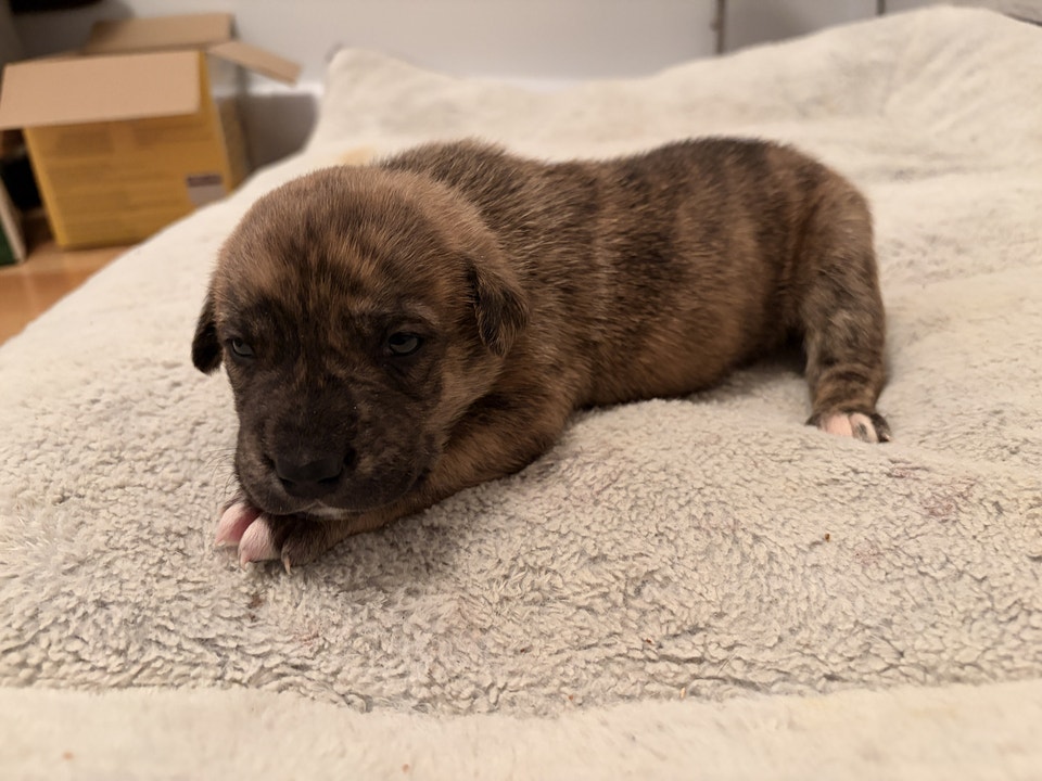 puppies for sale | Dogs & Puppies for Rehoming | Edmonton | Free local ...