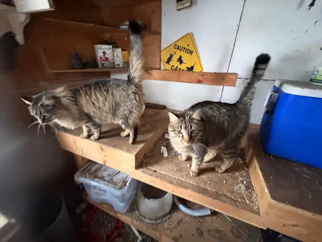 Barn cats | Cats & Kittens for Rehoming | Edmonton | Free local ...