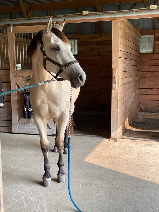 Buckskin AQHA Gelding | Horses & Ponies for Rehoming | Norfolk County ...