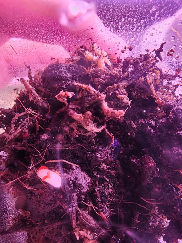 Springtail Orange (yuukianura aphoroides) | Reptiles et amphibiens à ...