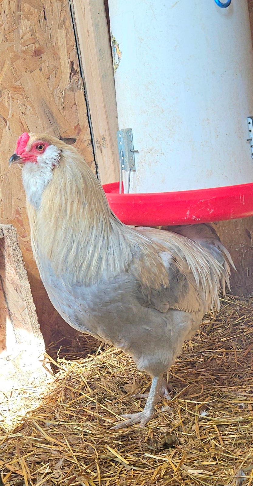 Isabel Ameraucana Pair | Livestock | Gatineau | Free local classifieds ...