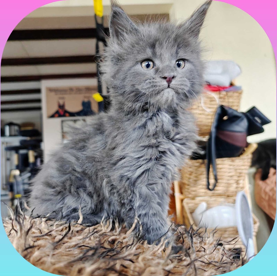 maine coon Kittens Chatons Race: Maine Coon ️ | Cats & Kittens for ...