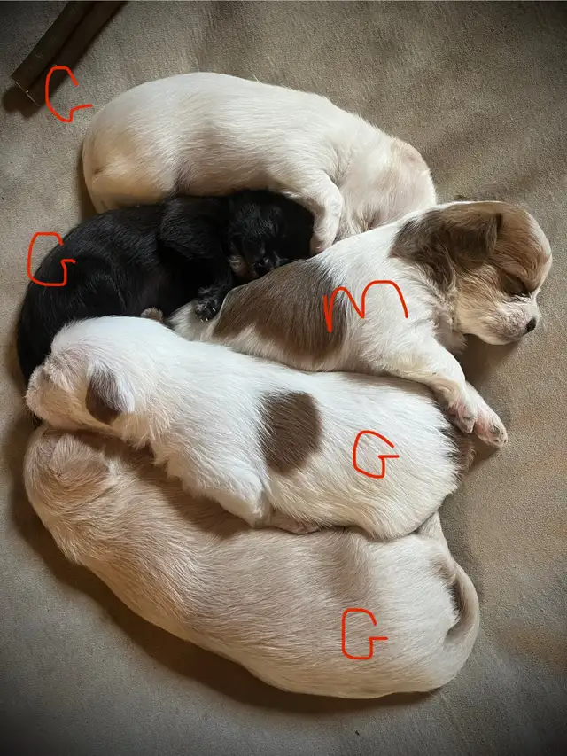 Shih Poo Chihuahua Mix | Dogs & Puppies for Rehoming | City of Halifax ...