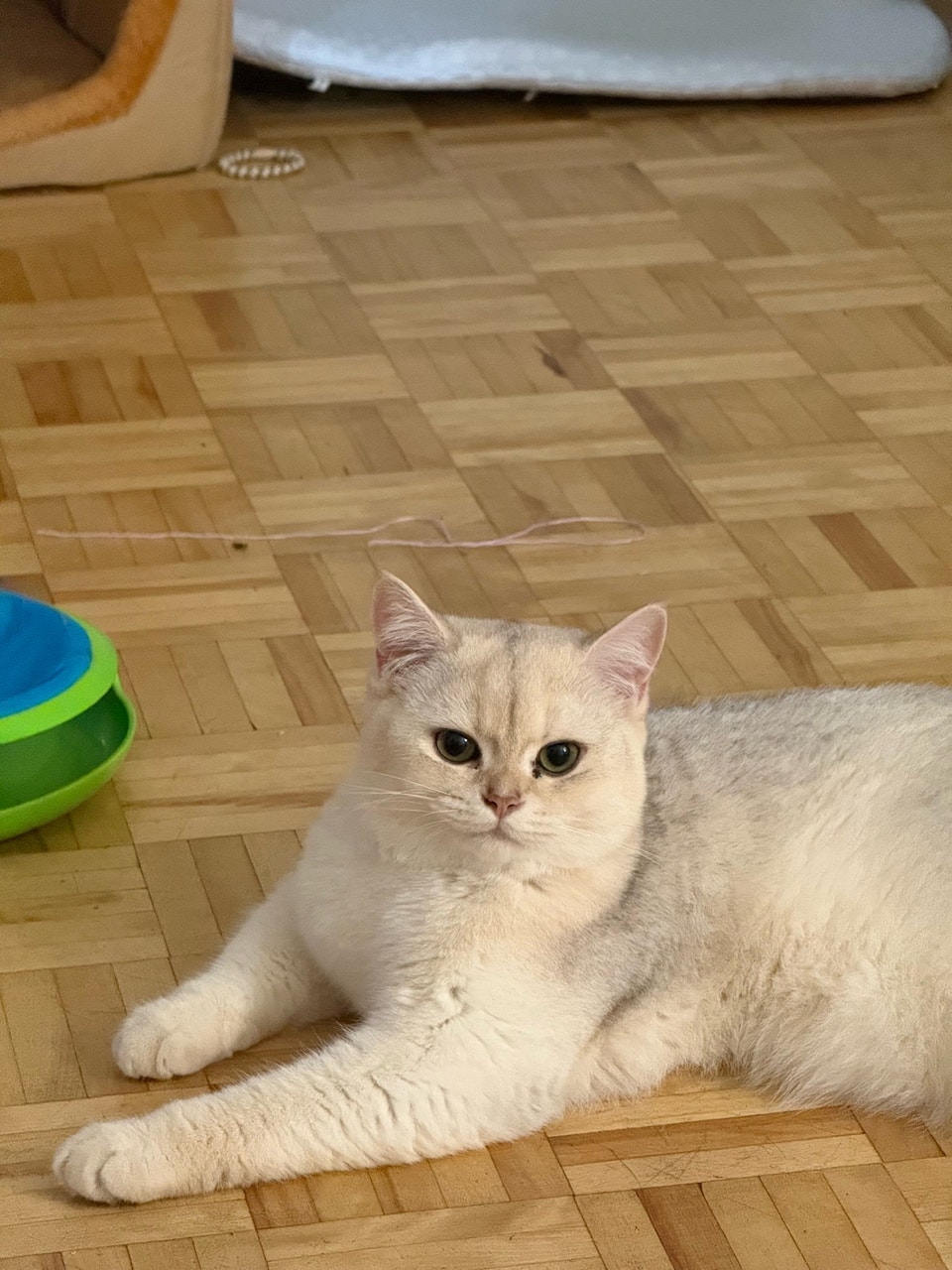 British Shorthair Cat (neutered boy) | Cats & Kittens for Rehoming ...