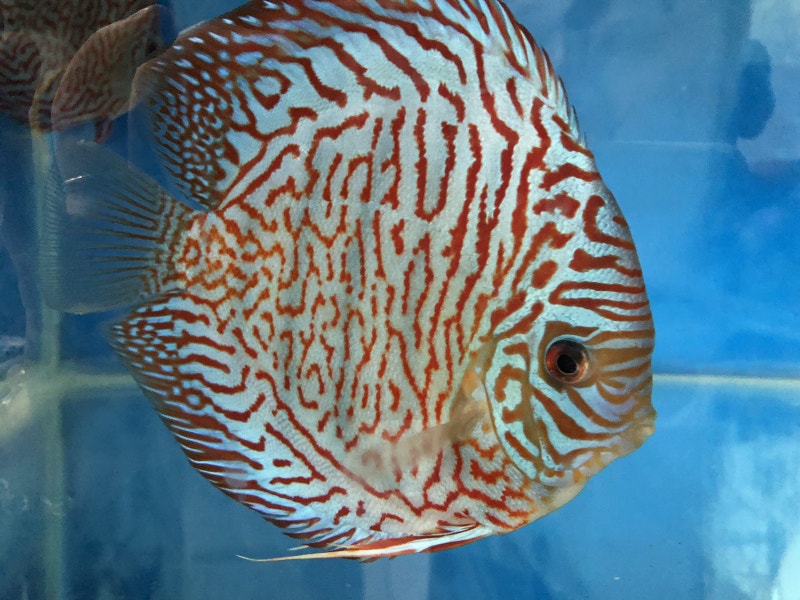 Beautiful discus fish at Fins8 - Shipping Canada wide | Fish for ...