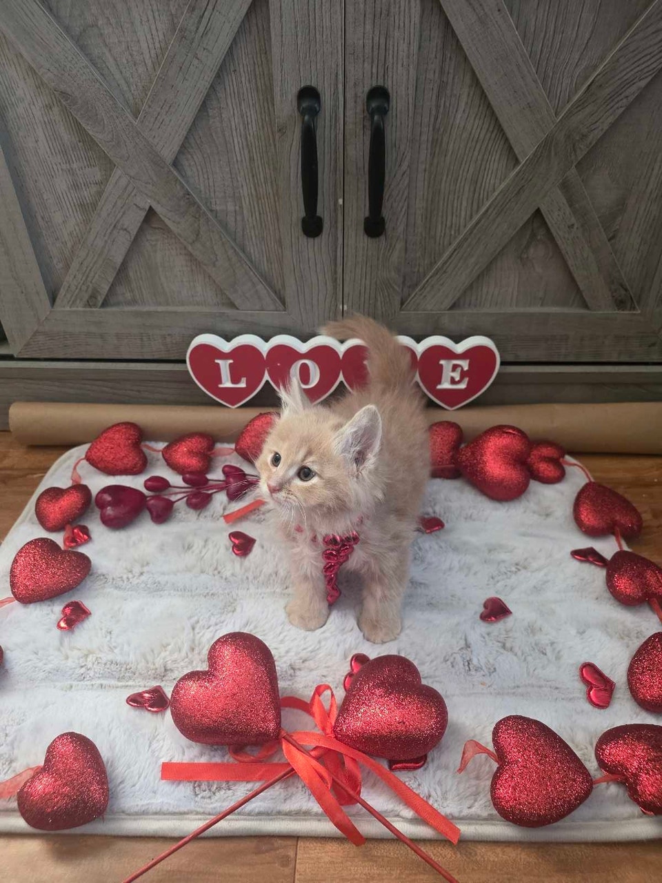 Minature Fluffy valentines day kittens | Cats & Kittens for Rehoming ...