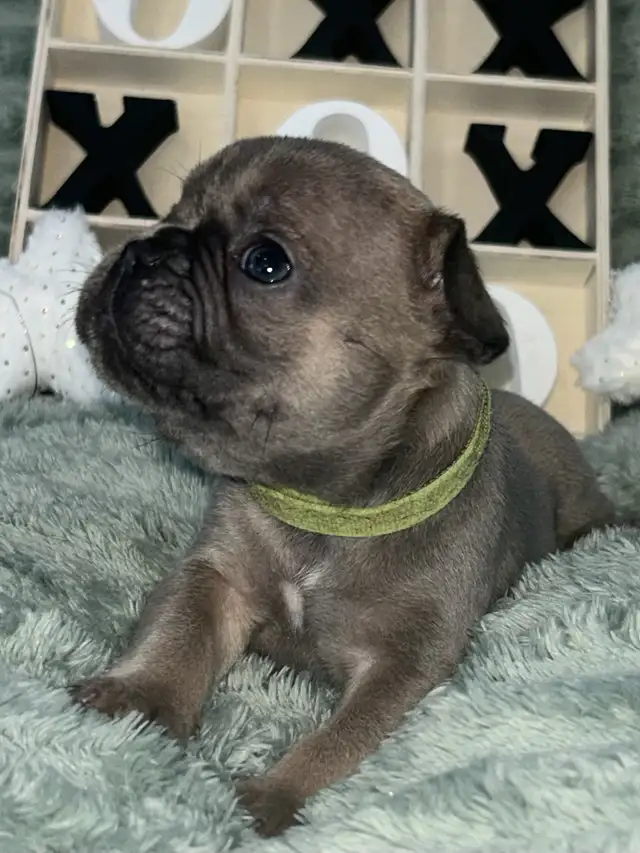 Only 3 left- French bulldog puppies (1 lilac Merle) | Dogs & Puppies ...