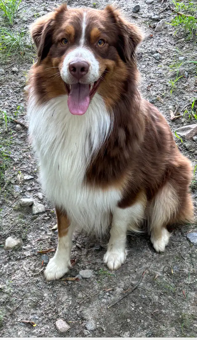 Australian Shepherd Puppies - Red Tris and Red Merles | Dogs & Puppies ...