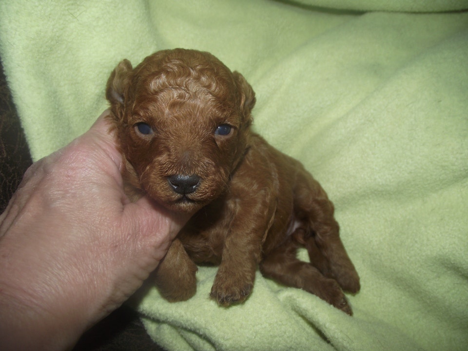 CKC MINI & TOY POODLES | Dogs & Puppies for Rehoming | Moncton | Free ...