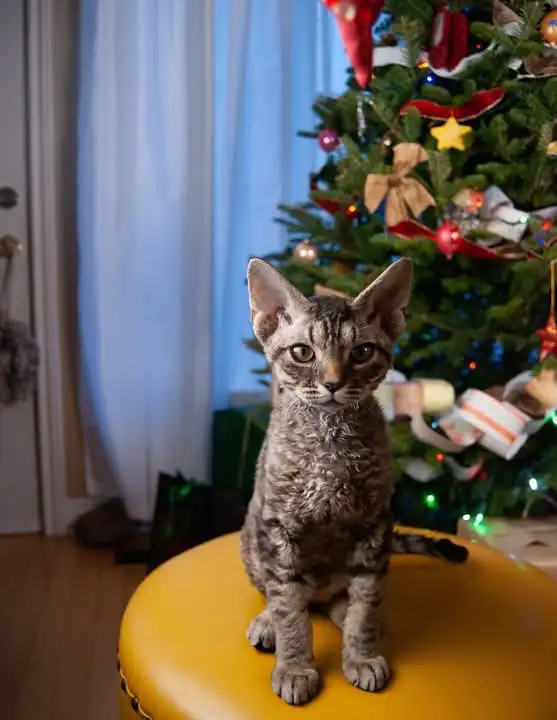 2 gorgeous Male DEVON REX KITTENS | Cats & Kittens for Rehoming ...